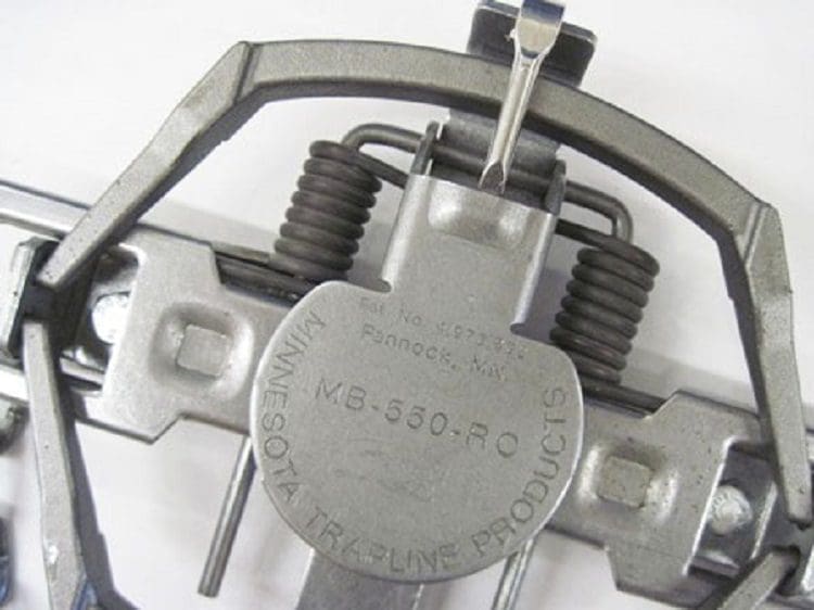 Minnesota Brand MB 550-RC Fox & Coyote Trap 2 Coiled OS Made In The U.S ...